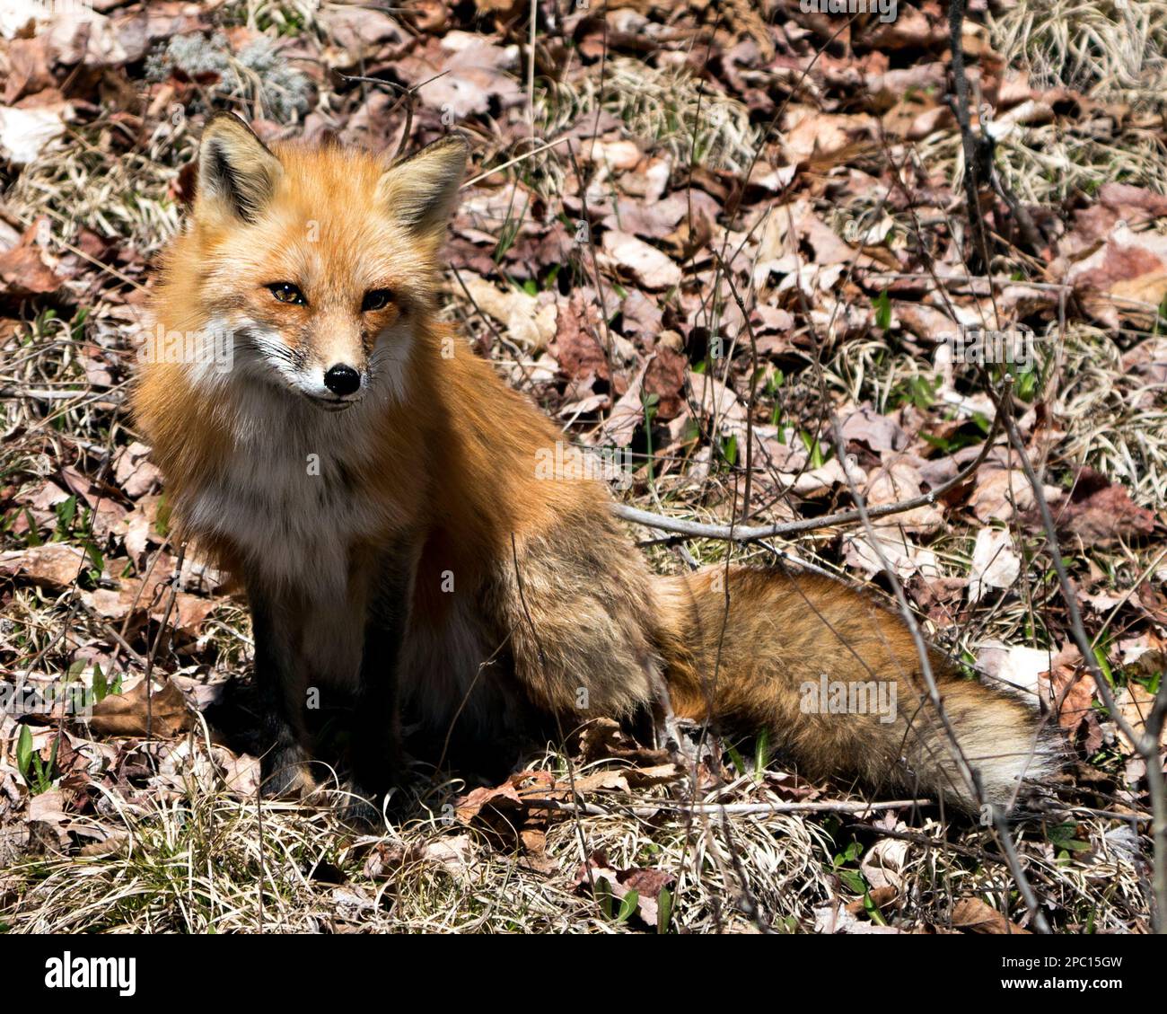 Red fox close-up front profile view, sitting and looking at camera in its environment and ...