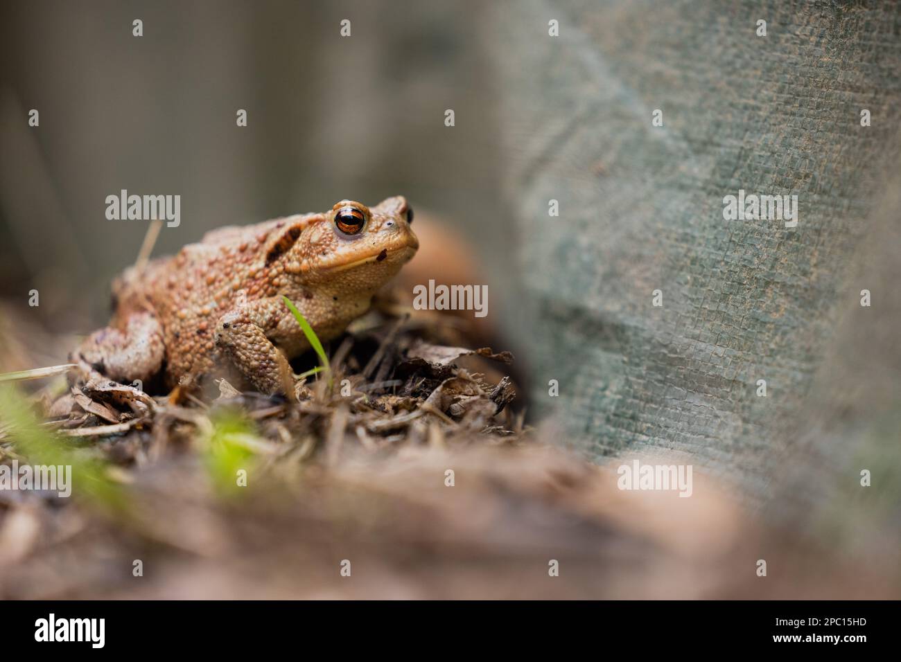 Bonn, Germany. 13th Mar, 2023. A common toad squats on in front of a ...