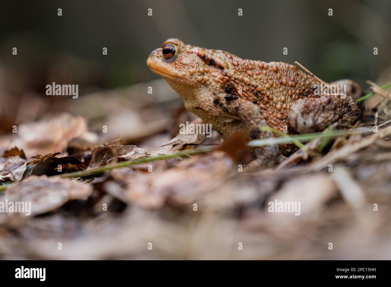 Bonn, Germany. 13th Mar, 2023. A common toad squats on in front of a ...