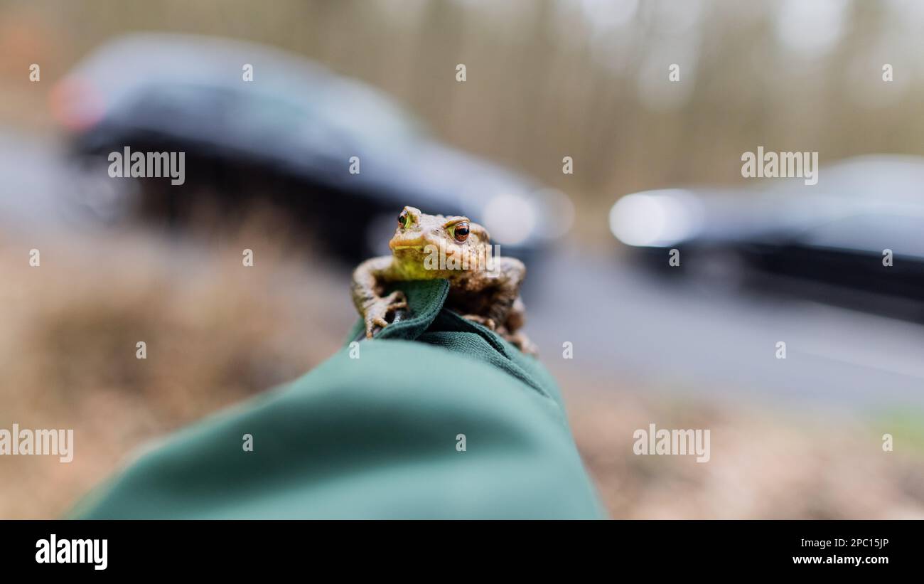 Bonn, Germany. 13th Mar, 2023. A common toad squats on one hand in ...