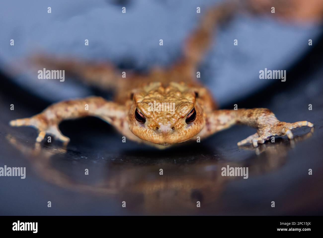 Bonn, Germany. 13th Mar, 2023. Common toads squat in a bucket in front ...