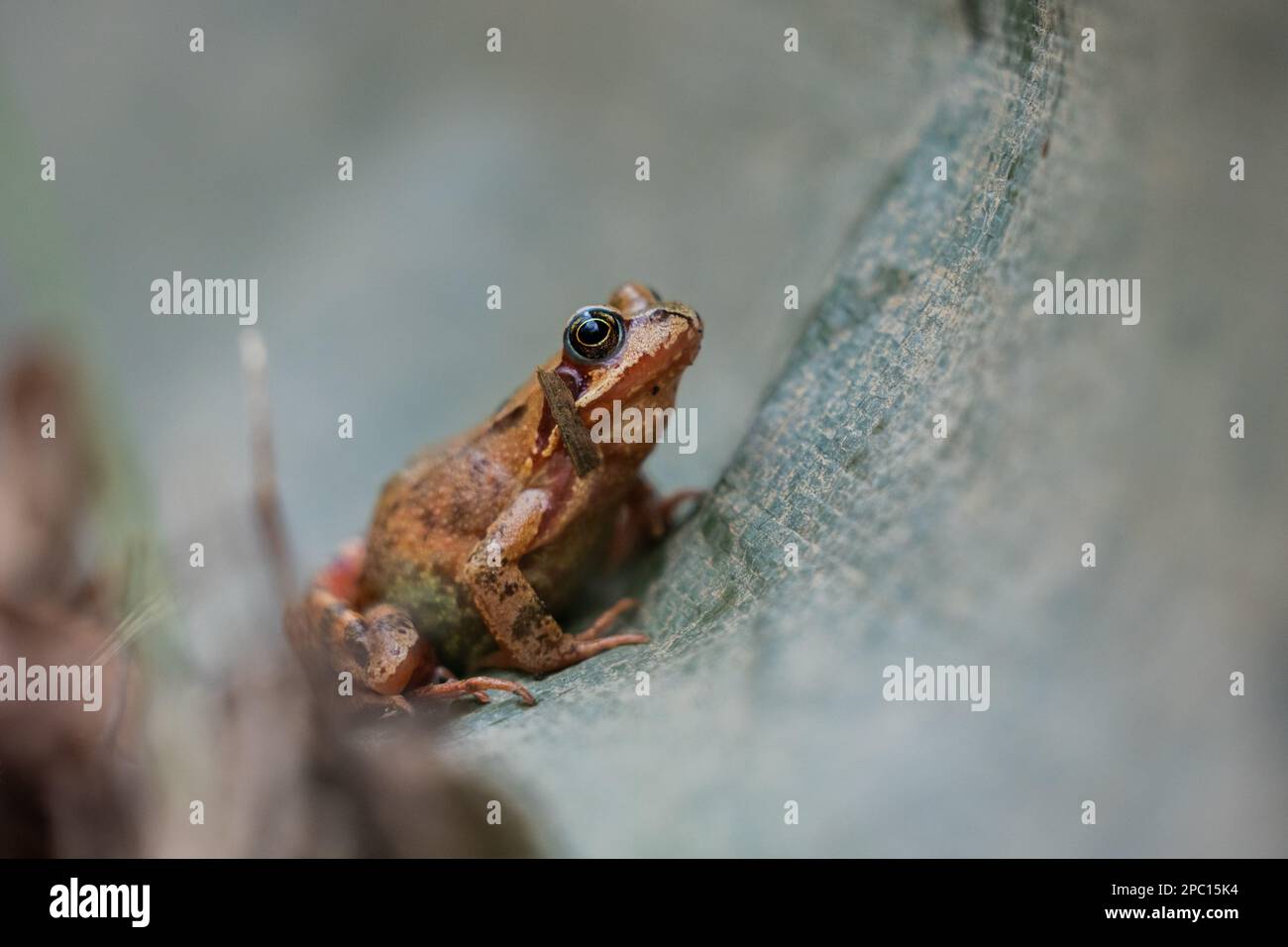 Frog on fence hi-res stock photography and images - Alamy