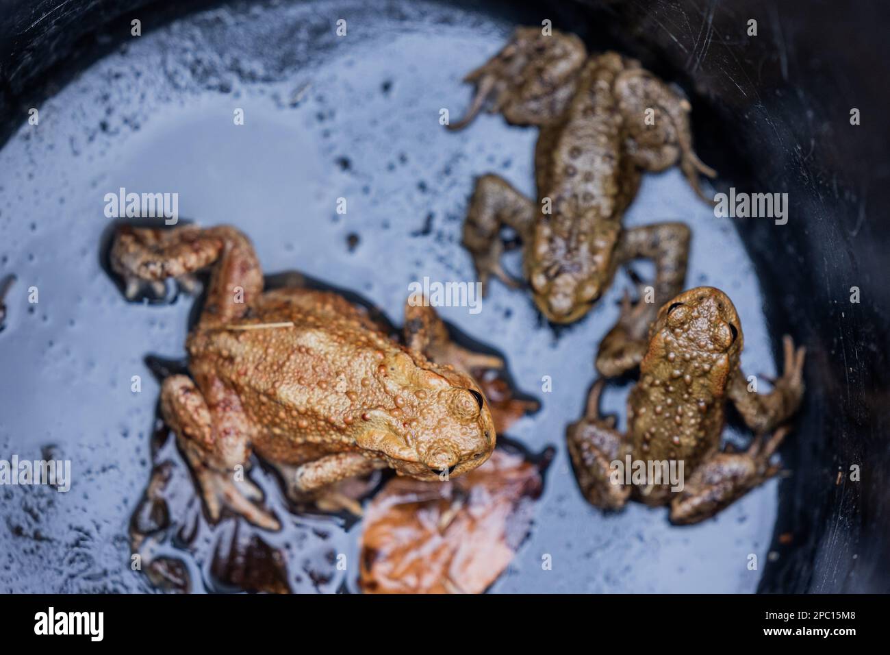 Bonn, Germany. 13th Mar, 2023. Common toads squat in a bucket in front ...