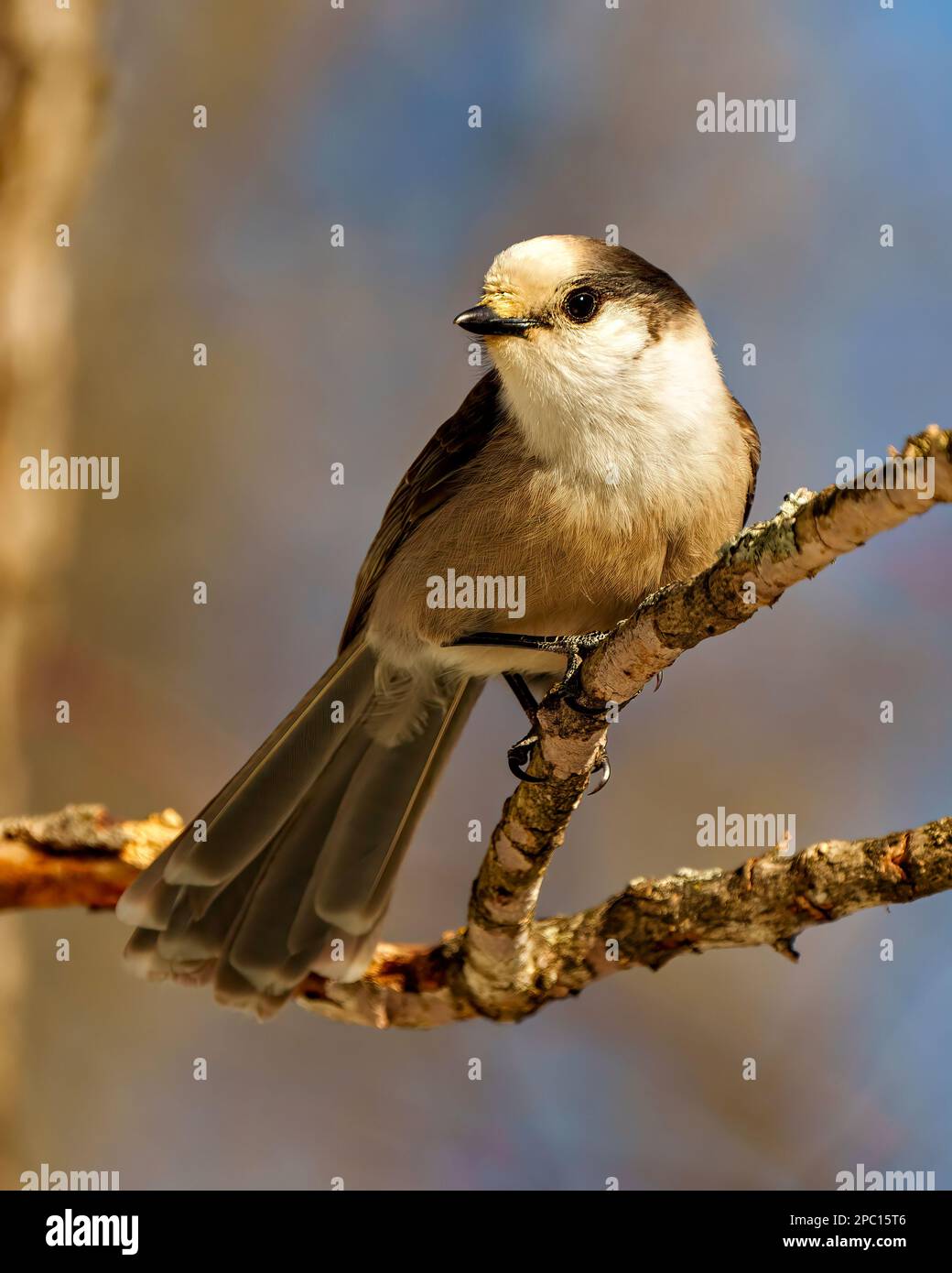 Grey Jay close-up profile front view perched on tree branch with a blur ...