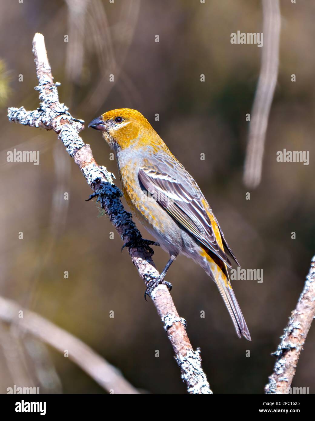 Pine Grosbeak female perched on a branch with a blur background in its ...