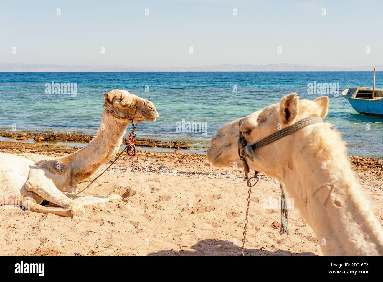 Camels resting on the Egyptian beach. Camelus dromedarius. Summertime ...