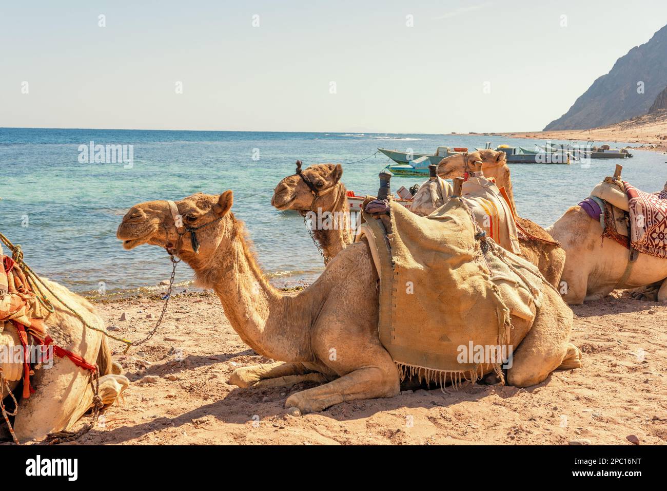 Camels resting on the Egyptian beach. Camelus dromedarius. Summertime ...