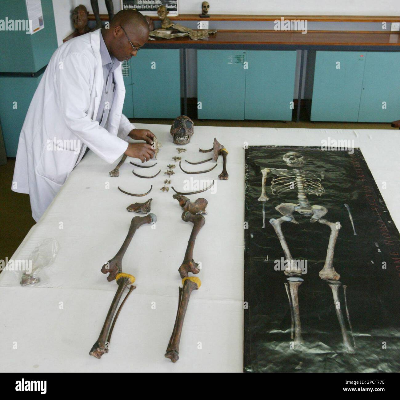 Samuel Muteti, a research scientist at Kenya National Museum in Nairobi display the replica of ...