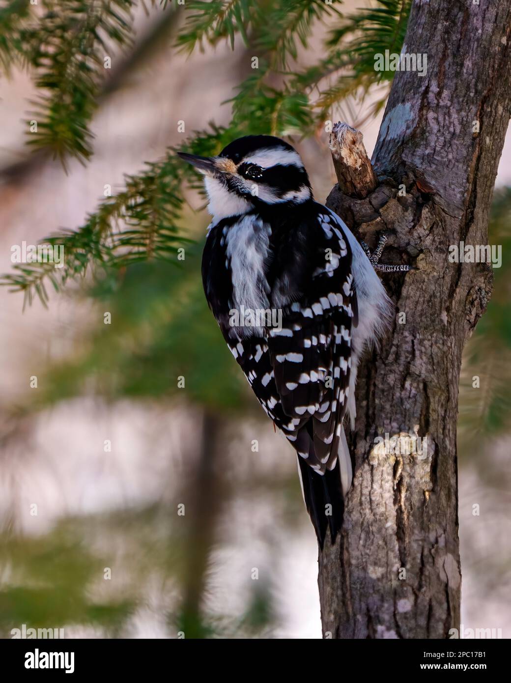 Woodpecker female rear view gripping to a tree trunk and displaying ...