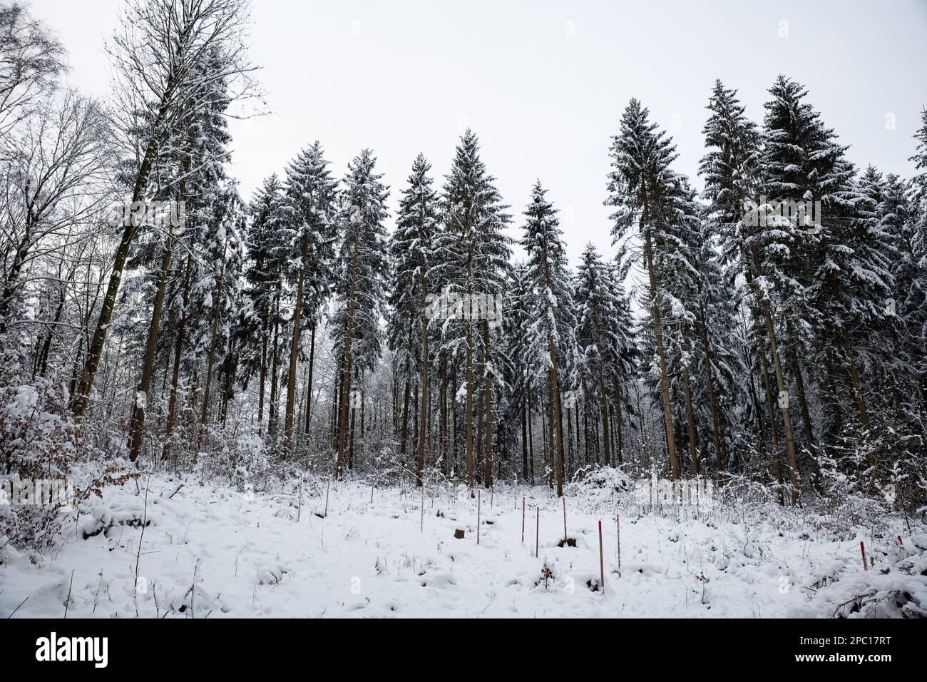 Tall snow covered pine trees in a forest in Switzerland, Europe. Wide ...