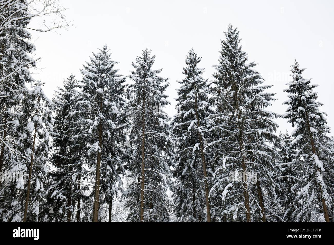 Tall snow covered pine trees in a forest in Switzerland, Europe. Wide ...