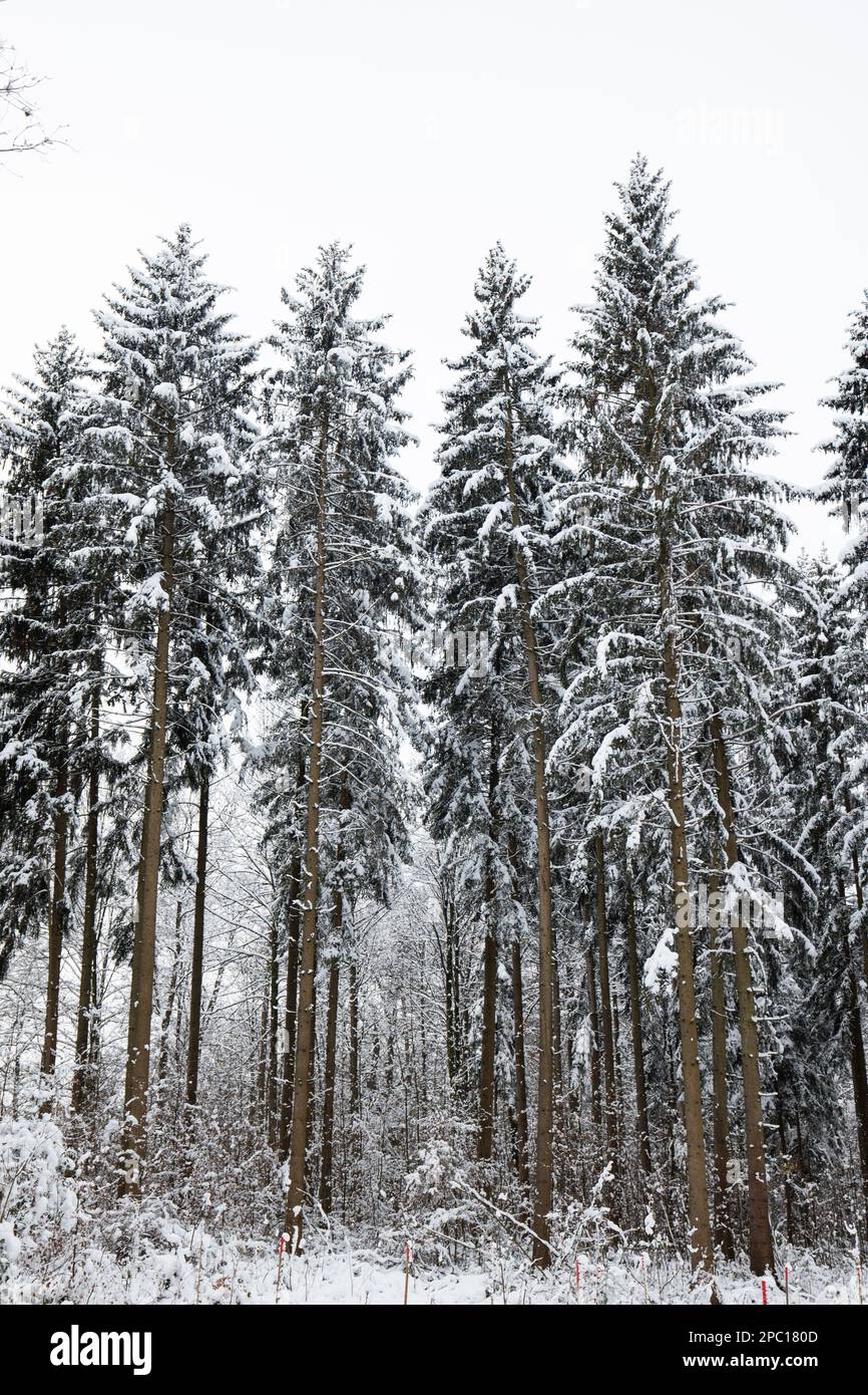 Tall snow covered pine trees in a forest in Switzerland, Europe. Wide ...
