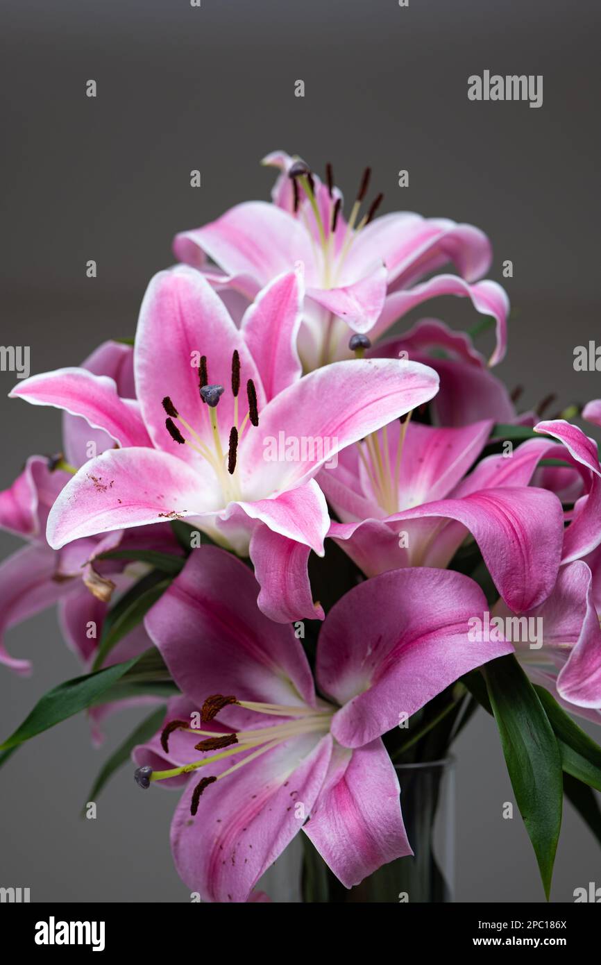Bunch of blooming pink oriental lilies in a vase. Close up studio shot ...