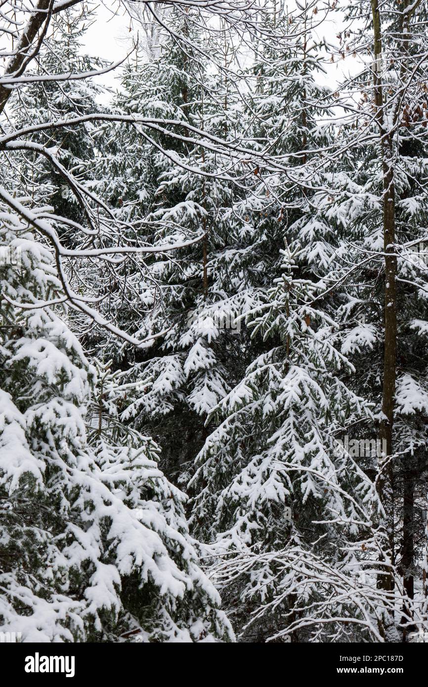 Large snow covered fir or pine trees in a forest in Switzerland, Europe ...