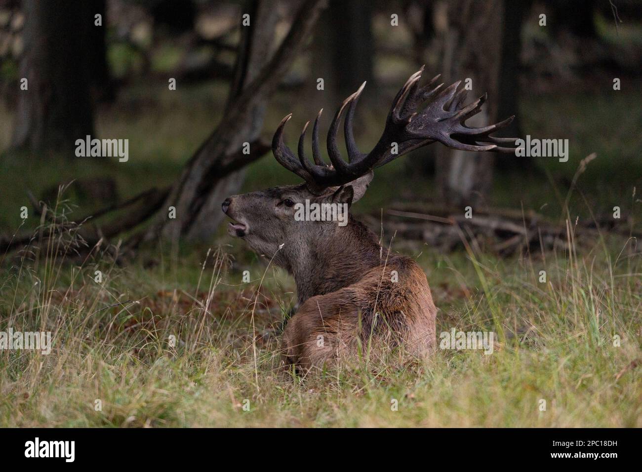 deer with large horns walking, running, screaming among females during ...