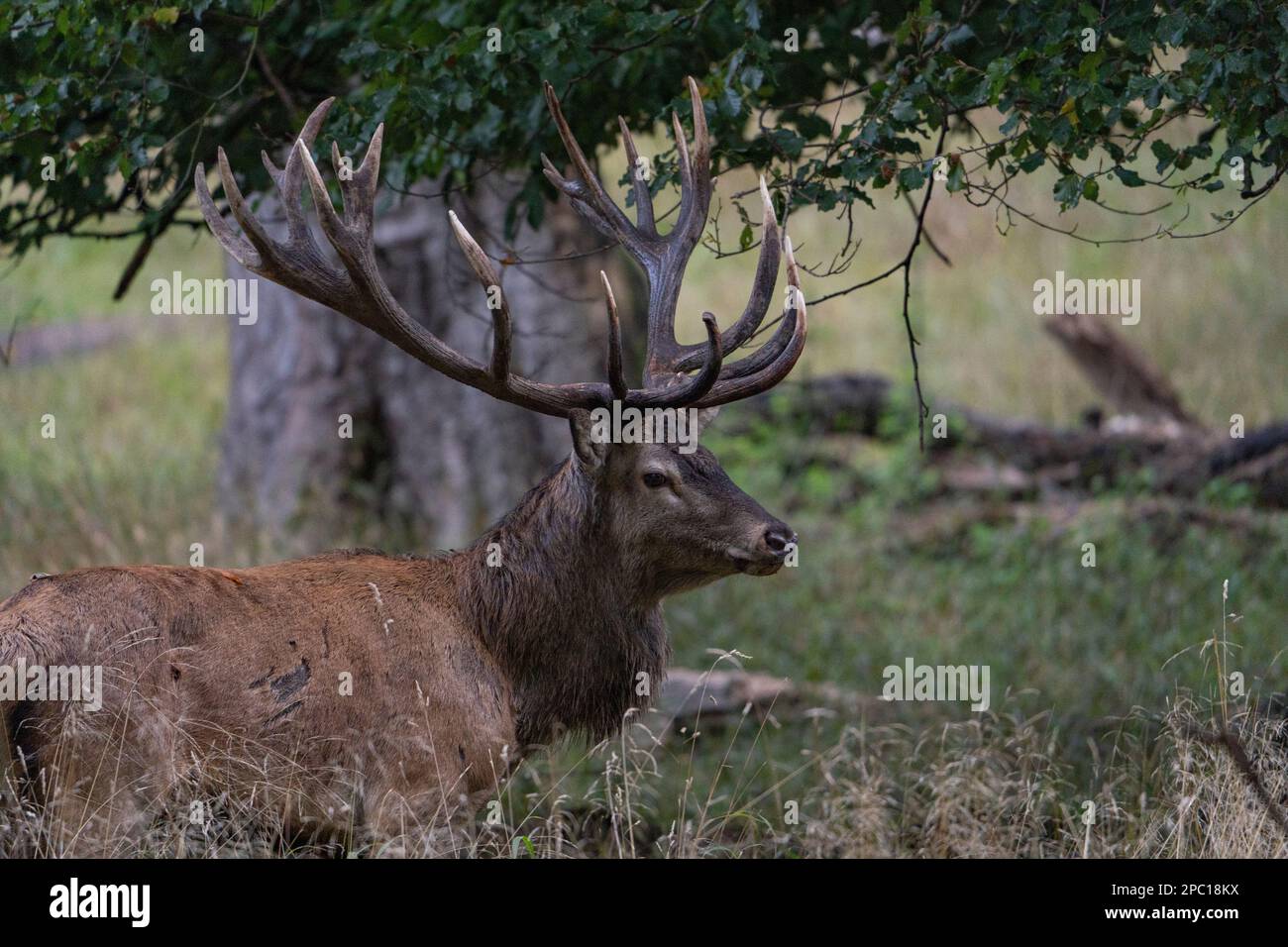 deer with large horns walking, running, screaming among females during ...