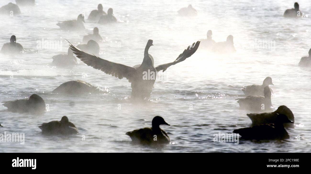 Water fowl swim in the Yahara River as steam rises into the frigid air ...