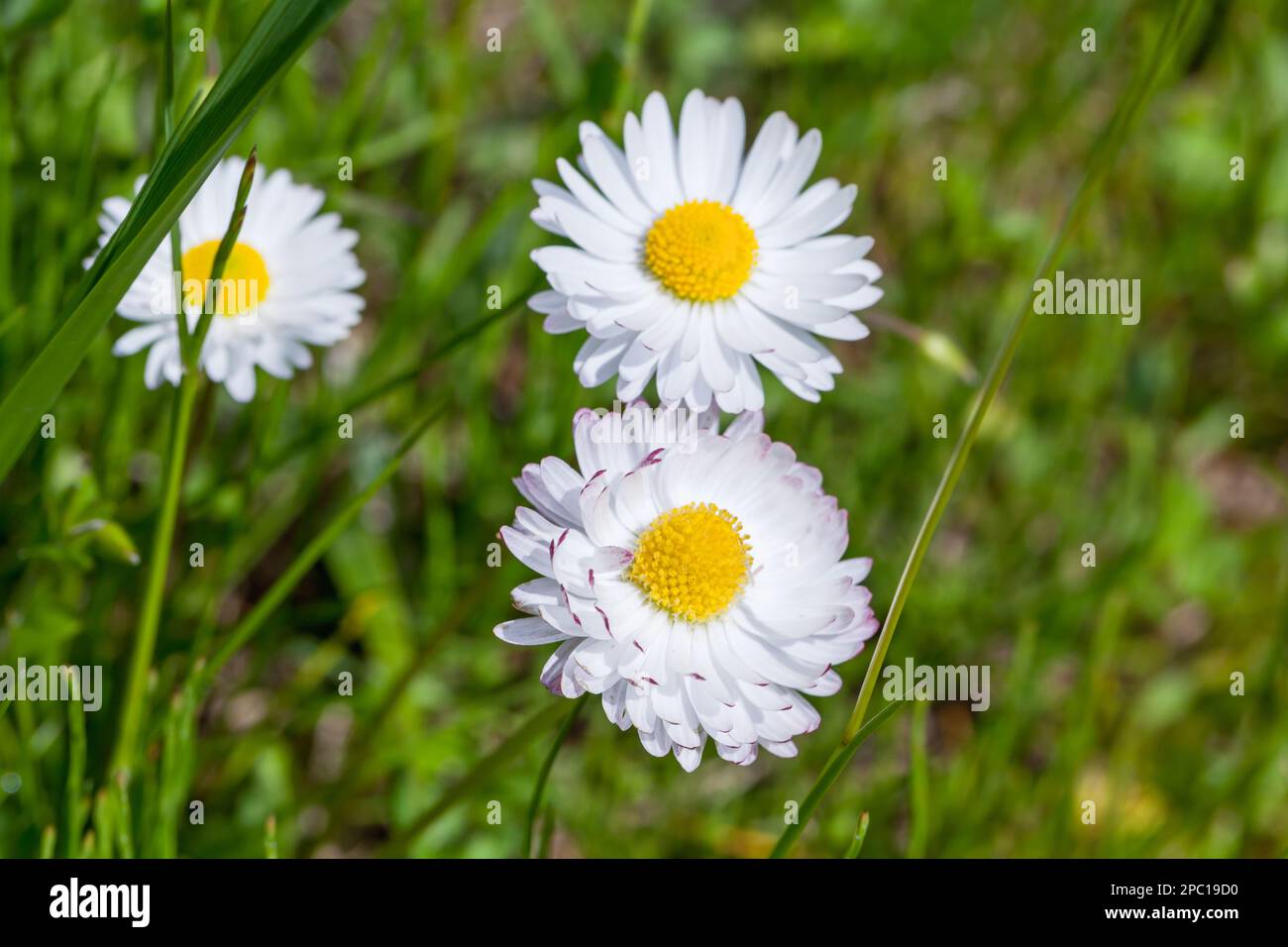 Close up photo of white flowers of Bellis perennis, the daisy. It is a ...