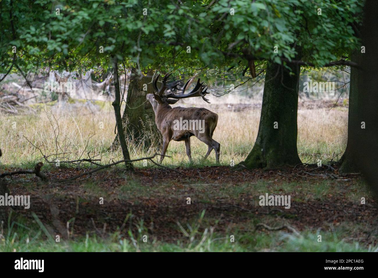 deer with large horns walking, running, screaming among females during ...