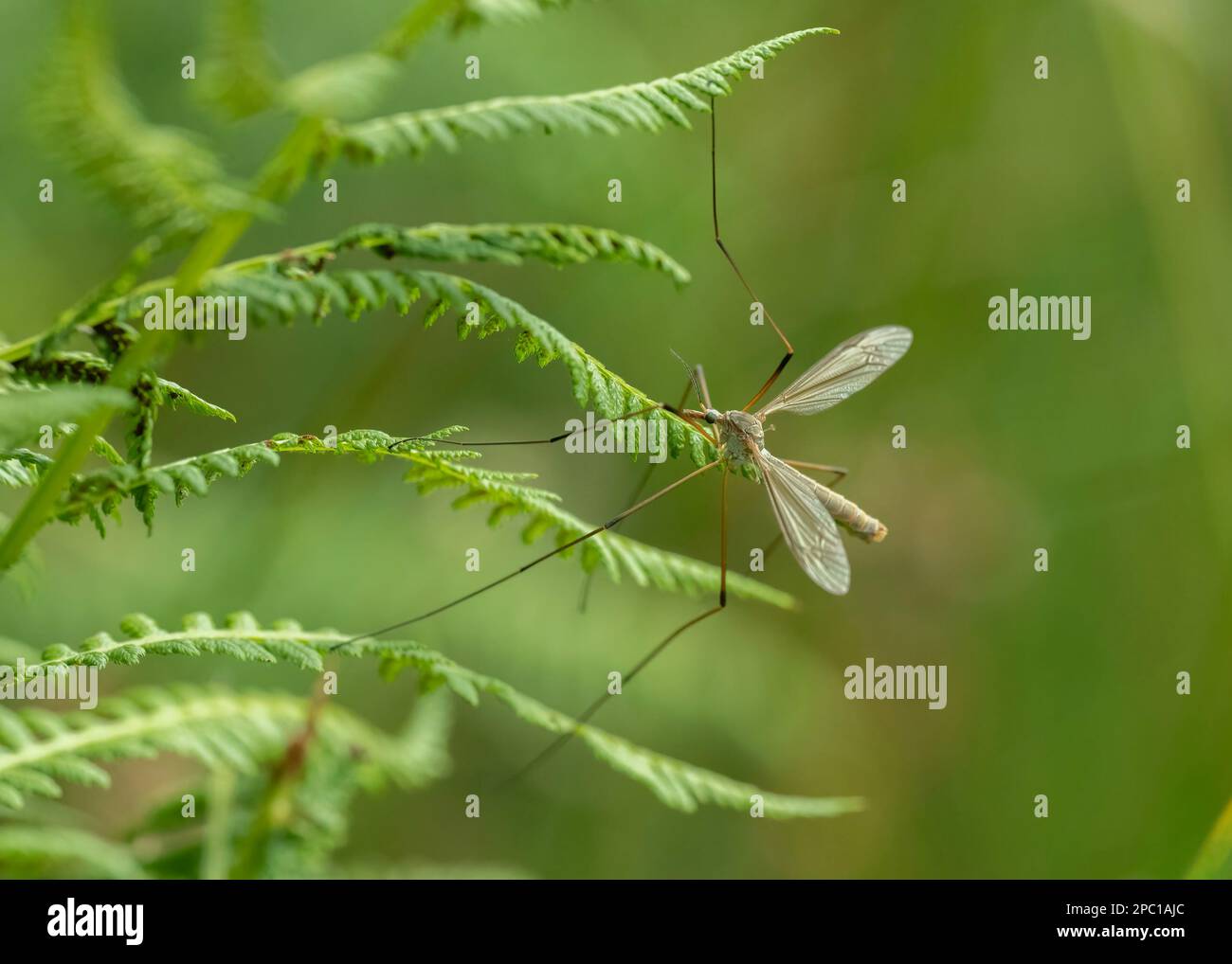 Cranefly tipula luna hi-res stock photography and images - Alamy