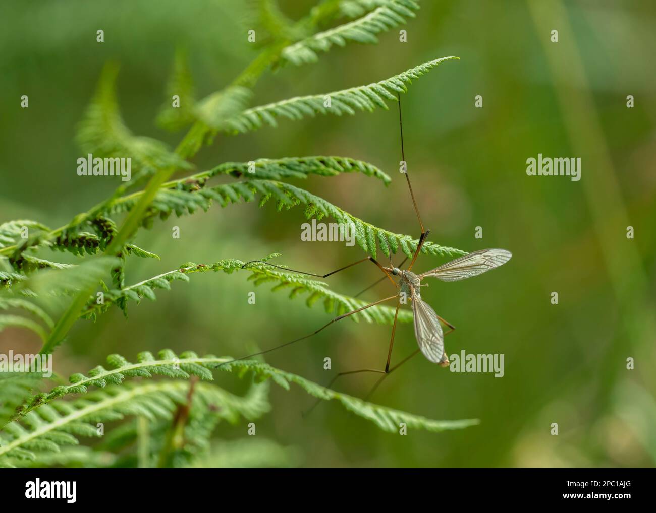 Cranefly tipula luna hi-res stock photography and images - Alamy