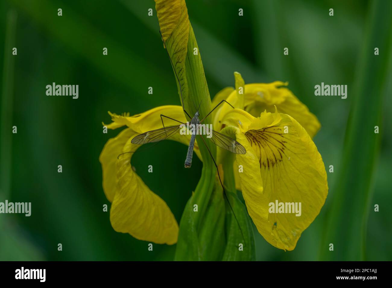 Cranefly (Tipula luna), resting on Yellow Iris (Iris pseudacorus ...