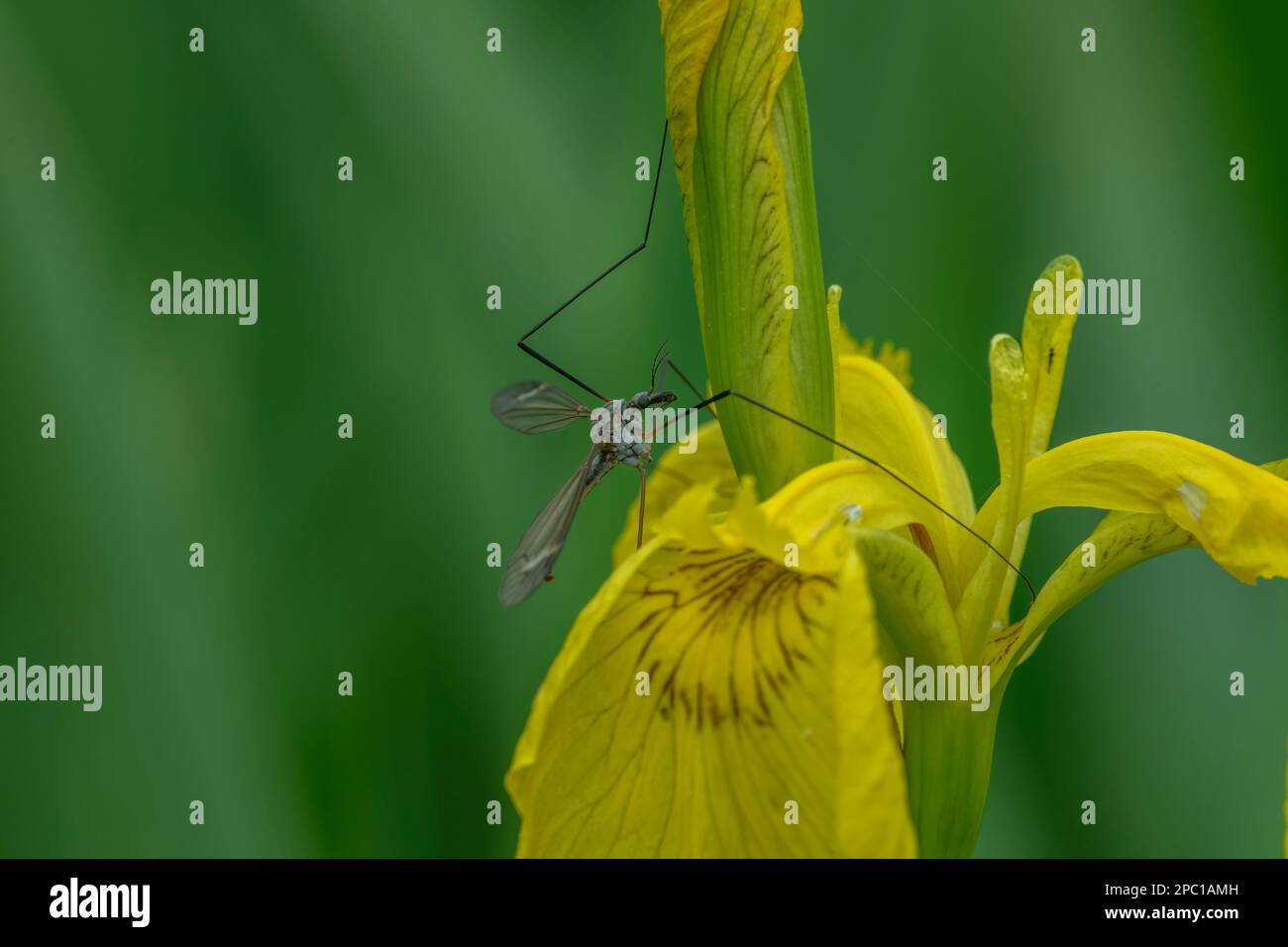 Cranefly tipula luna hi-res stock photography and images - Alamy