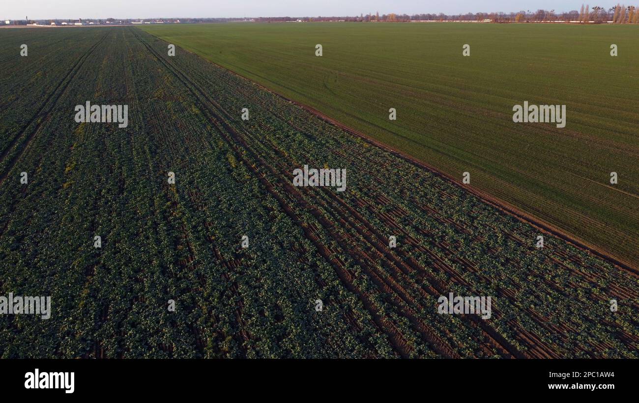 Agricultural fields of sugar beet and winter crops. Above large field ...