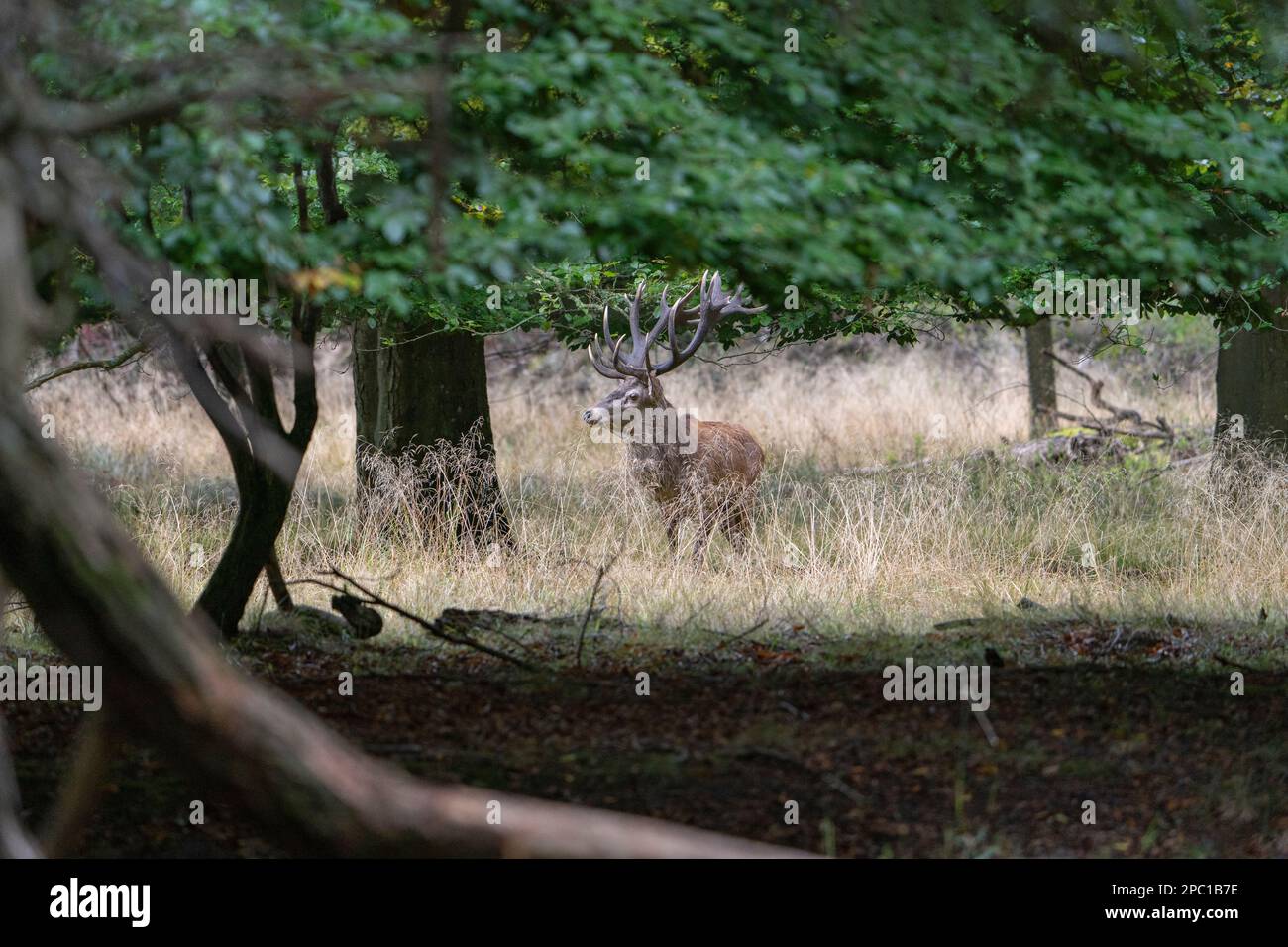 deer with large horns walking, running, screaming among females during ...