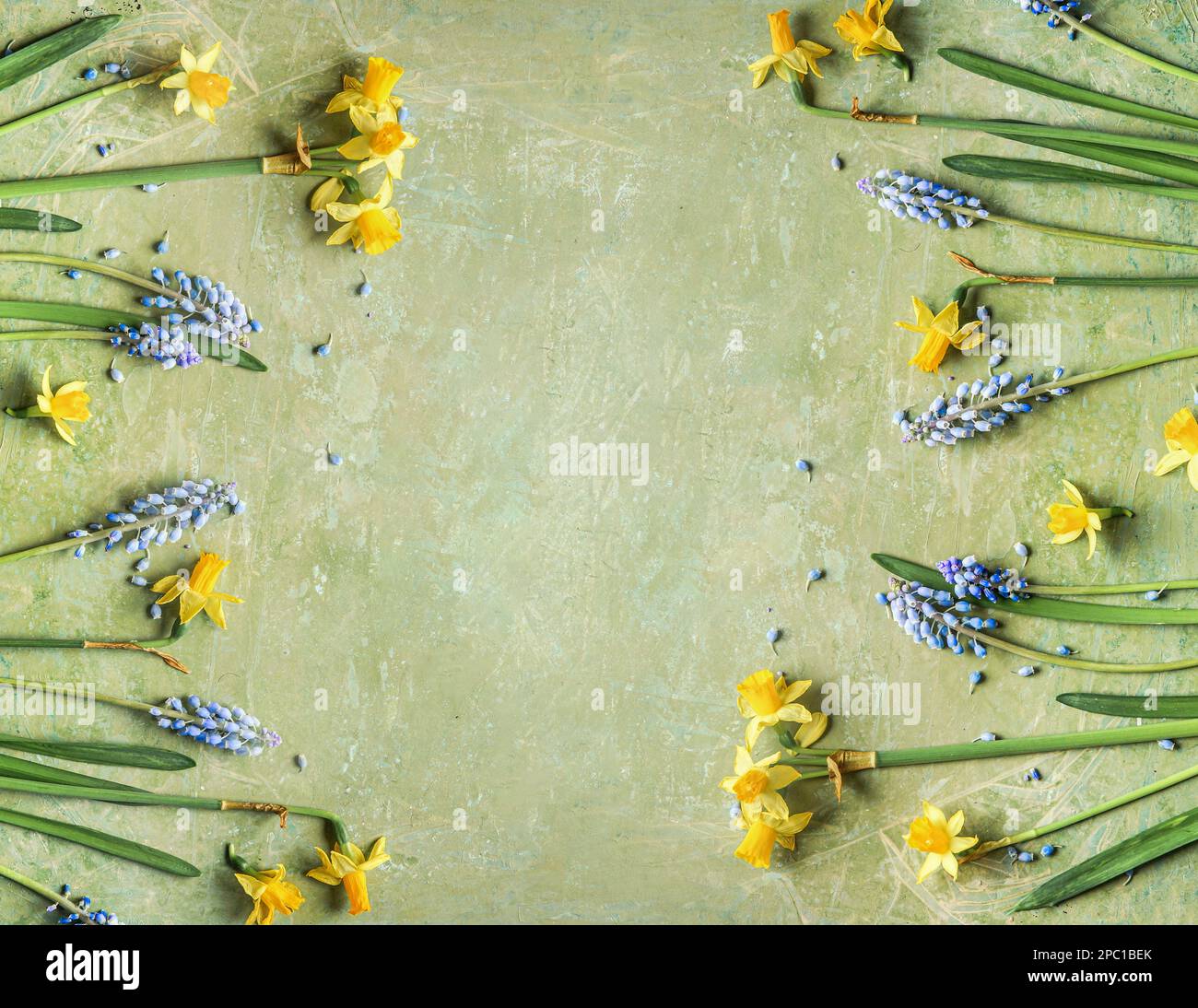 Floral springtime frame made with yellow daffodils and blue grape ...