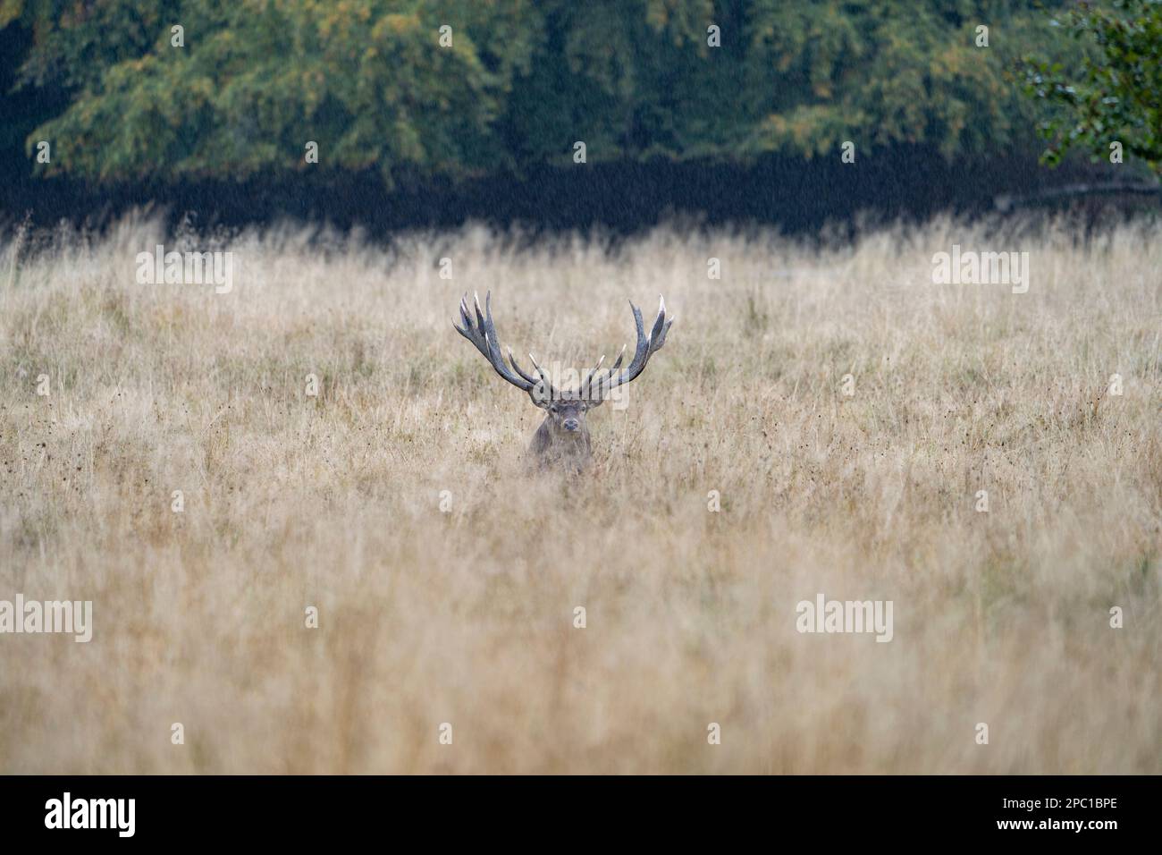 deer with large horns walking, running, screaming among females during ...