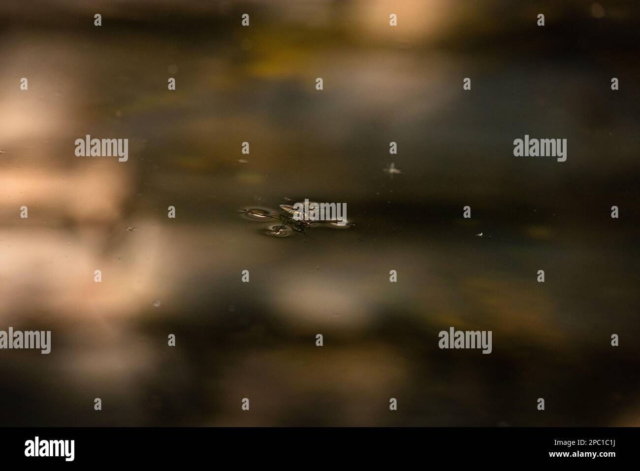 Small aquatic insect on the surface of the water Stock Photo - Alamy