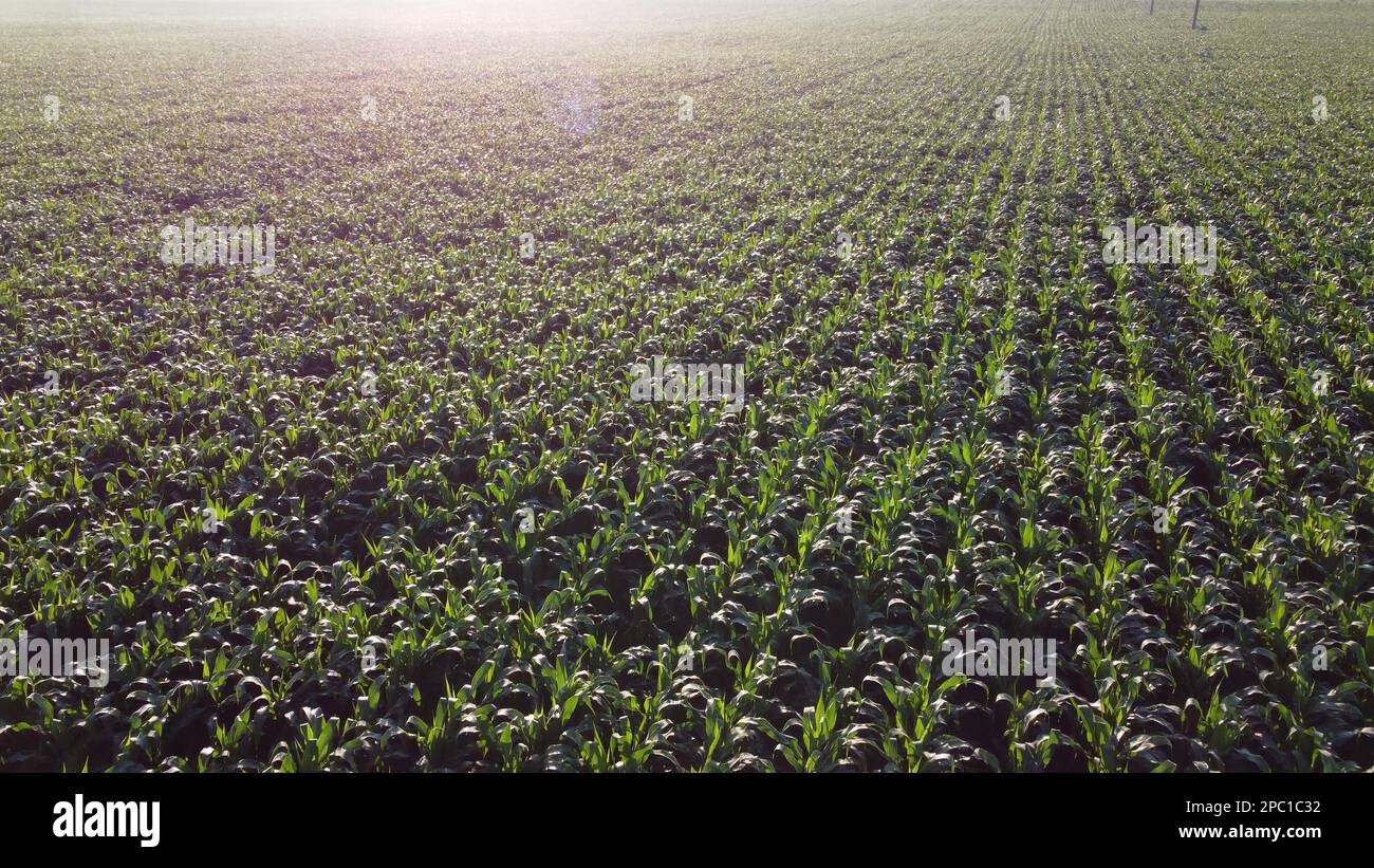 Cornfield. Field corn. Field of young corn sprouts on early summer ...