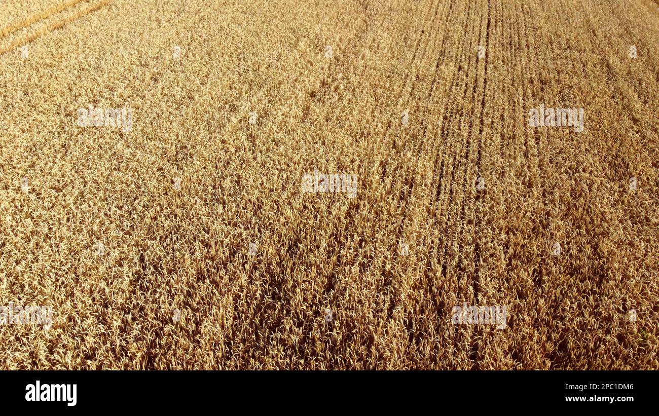 Wheat field. Field ears spikes of ripe wheat. Golden ripened wheat ...