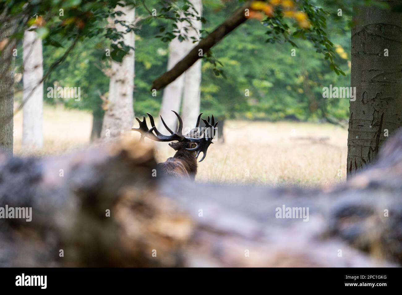deer with large horns walking, running, screaming among females during ...