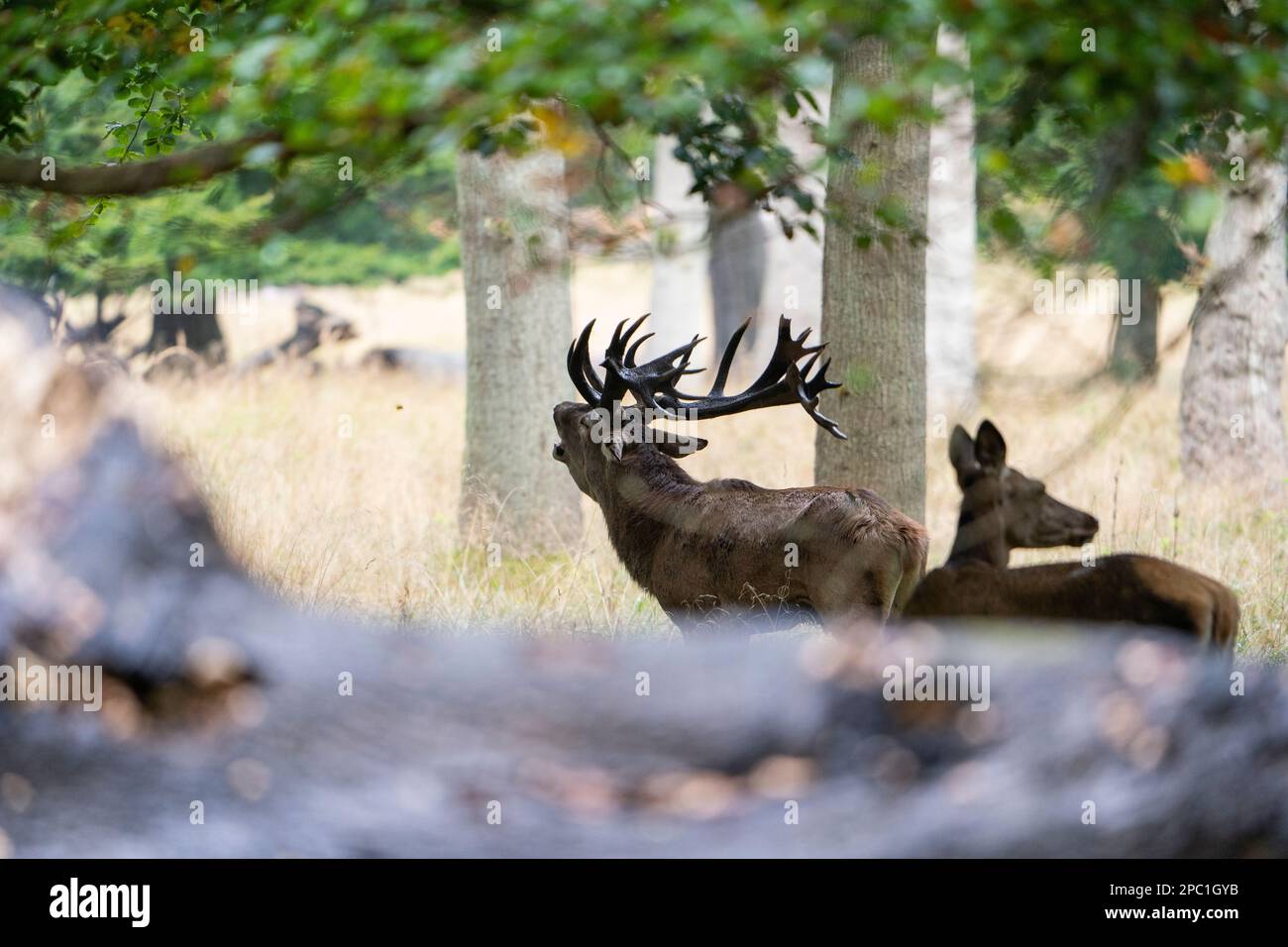 deer with large horns walking, running, screaming among females during ...