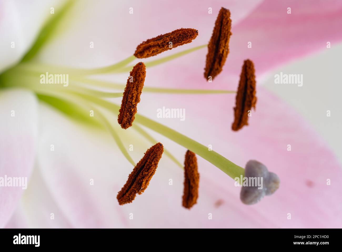Pink Stargazer lily flower pistils macro.Close up studio shot, shallow ...