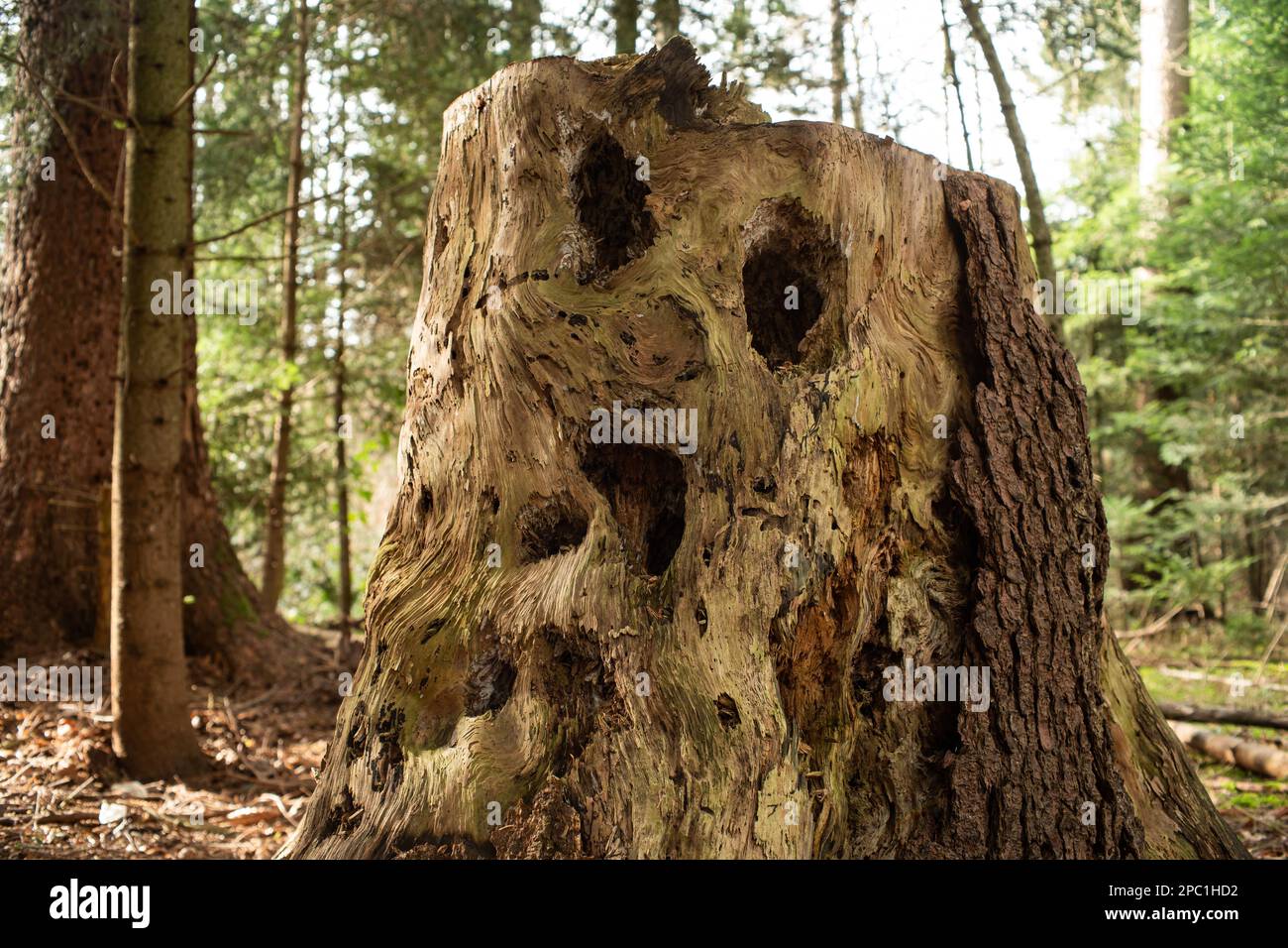 A rotting dried up tree trunk in a forest. Low angle close up shot, no ...