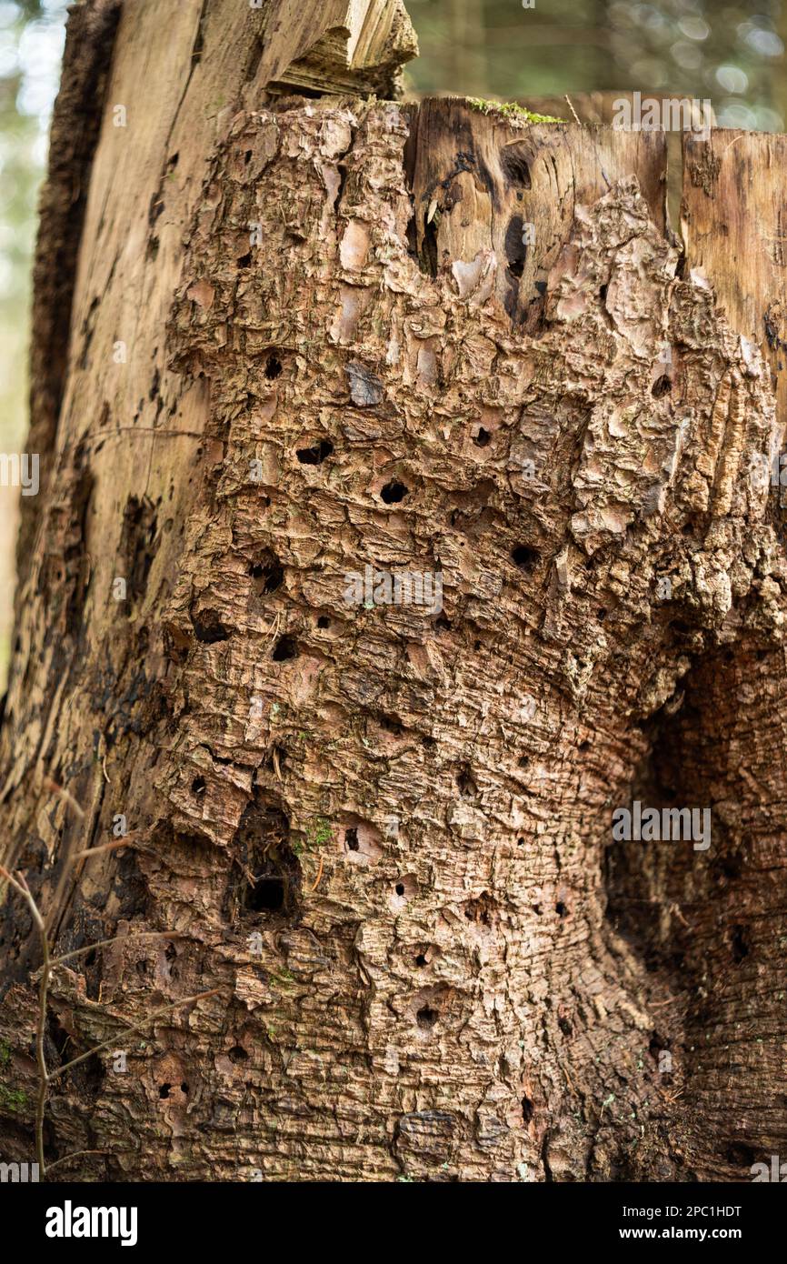 A rotting dried up tree trunk in a forest. Low angle close up shot, no ...