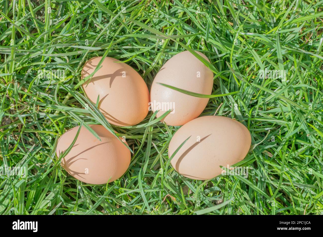 bio eggs in the grass Stock Photo - Alamy