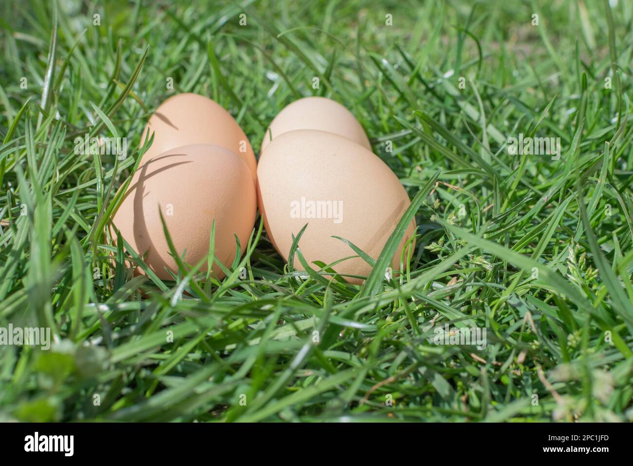 bio eggs in the grass Stock Photo - Alamy