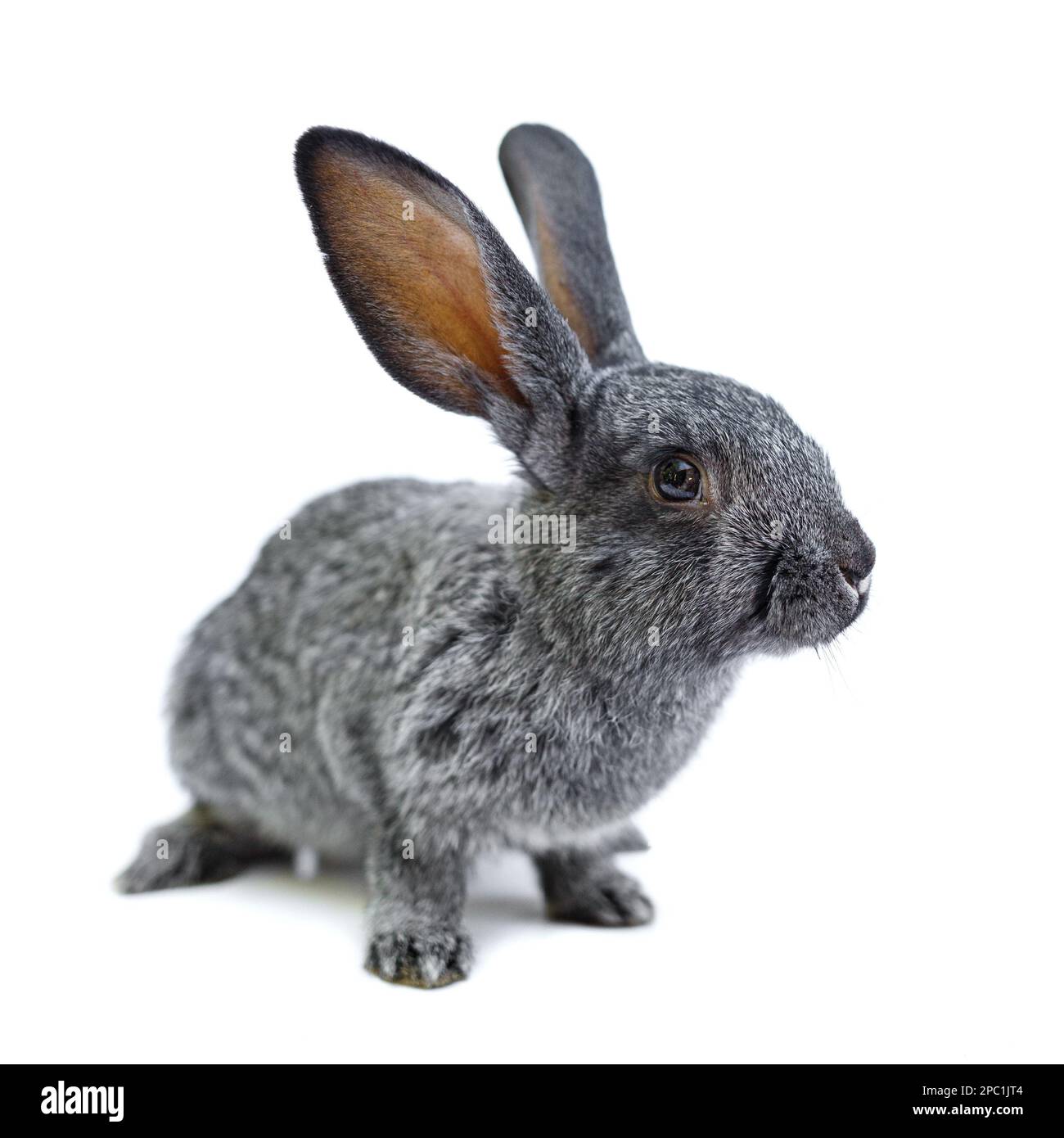 Adorable little gray rabbit isolated on white background Stock Photo ...