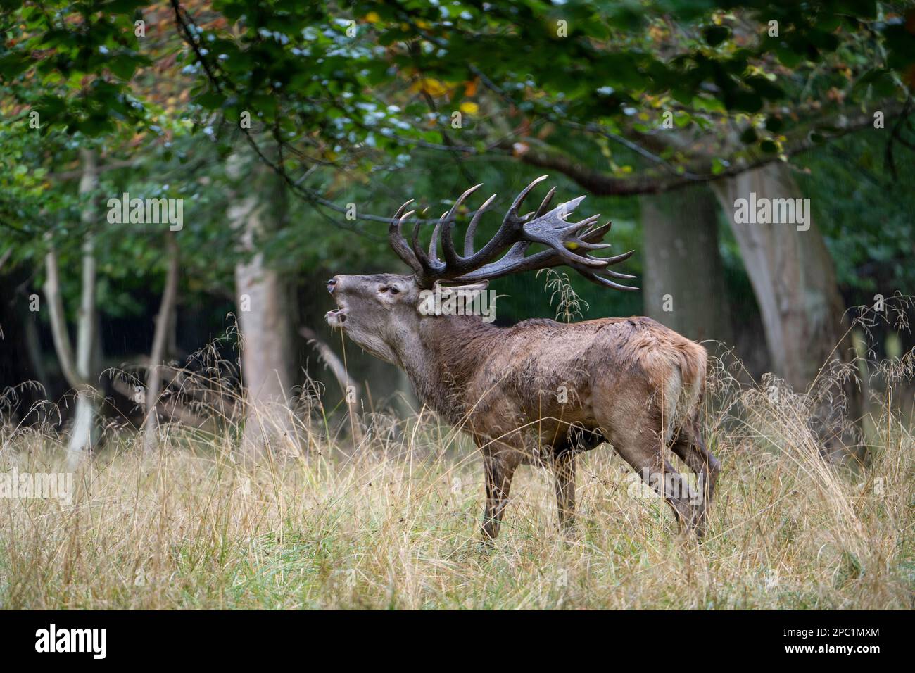 deer with large horns walking, running, screaming among females during ...