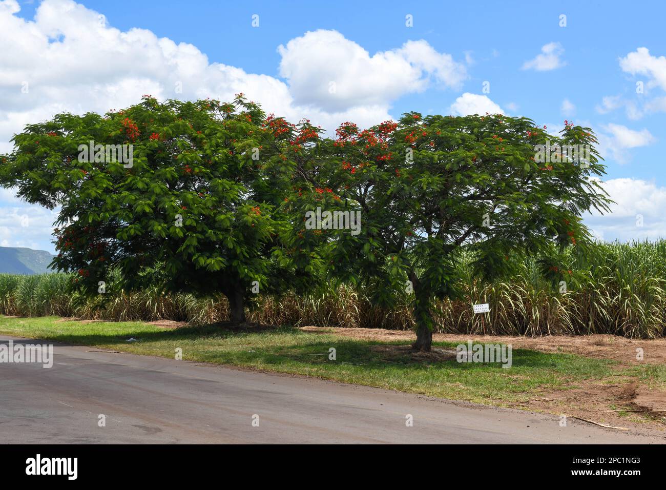 Trees and sugar cane field at Mhlume on Swaziland Stock Photo - Alamy
