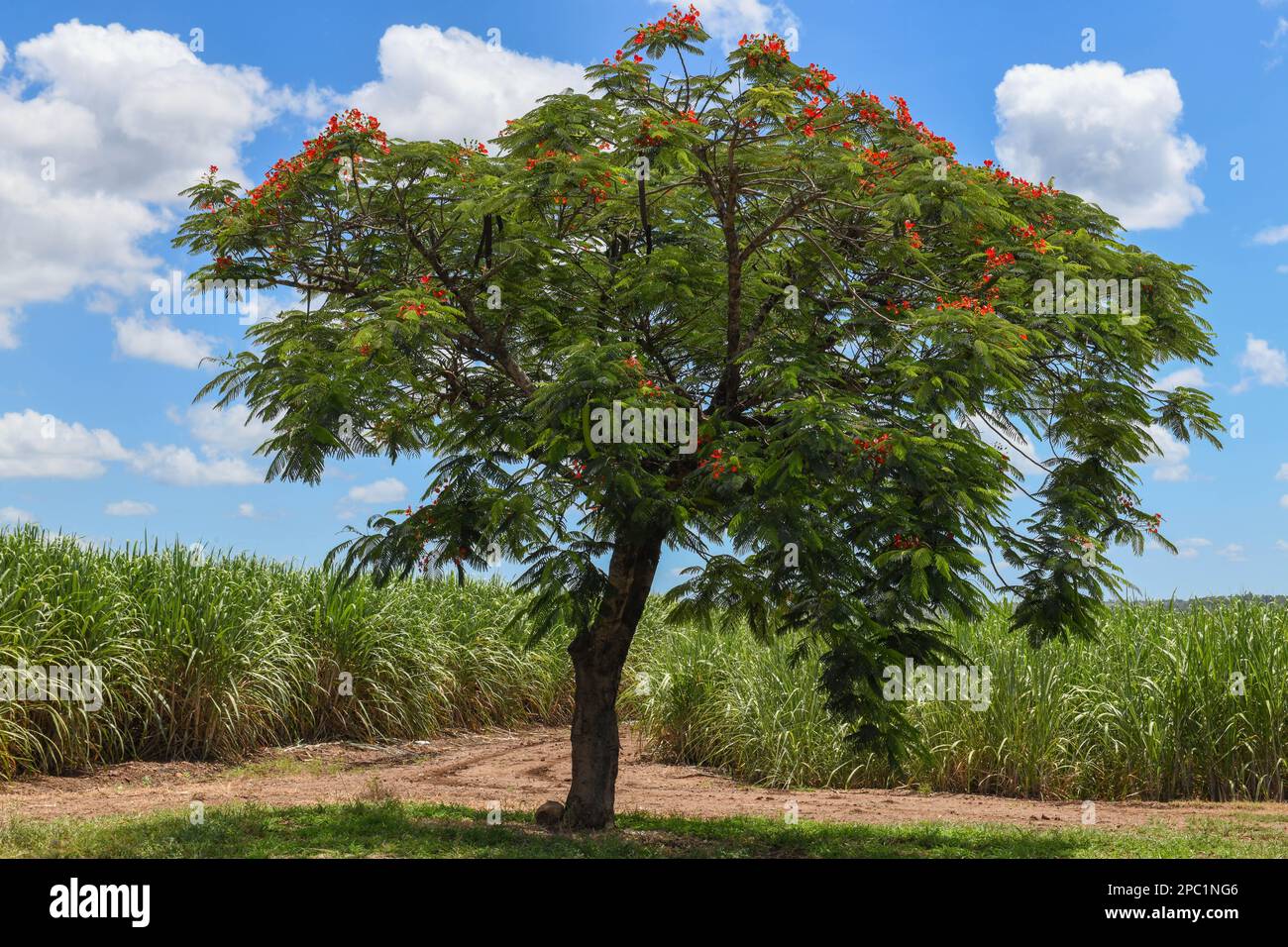 Rural swaziland hi-res stock photography and images - Alamy