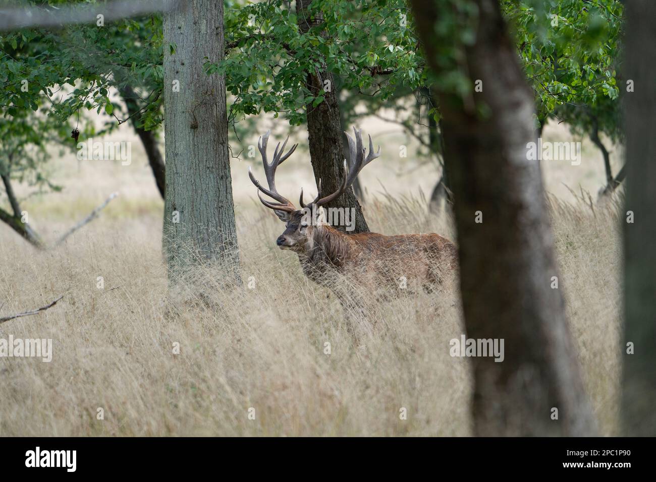 deer with large horns walking, running, screaming among females during ...
