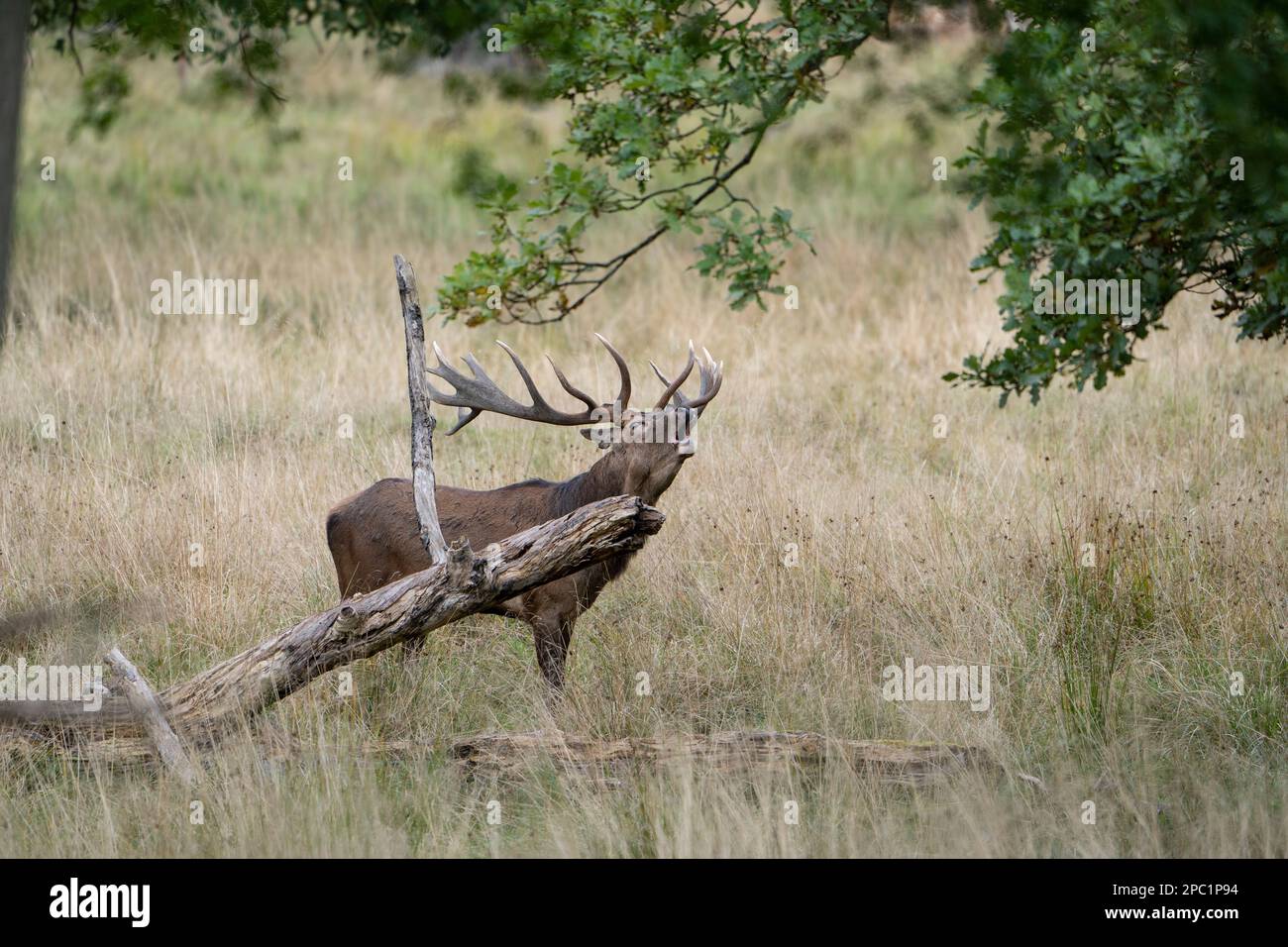 deer with large horns walking, running, screaming among females during ...