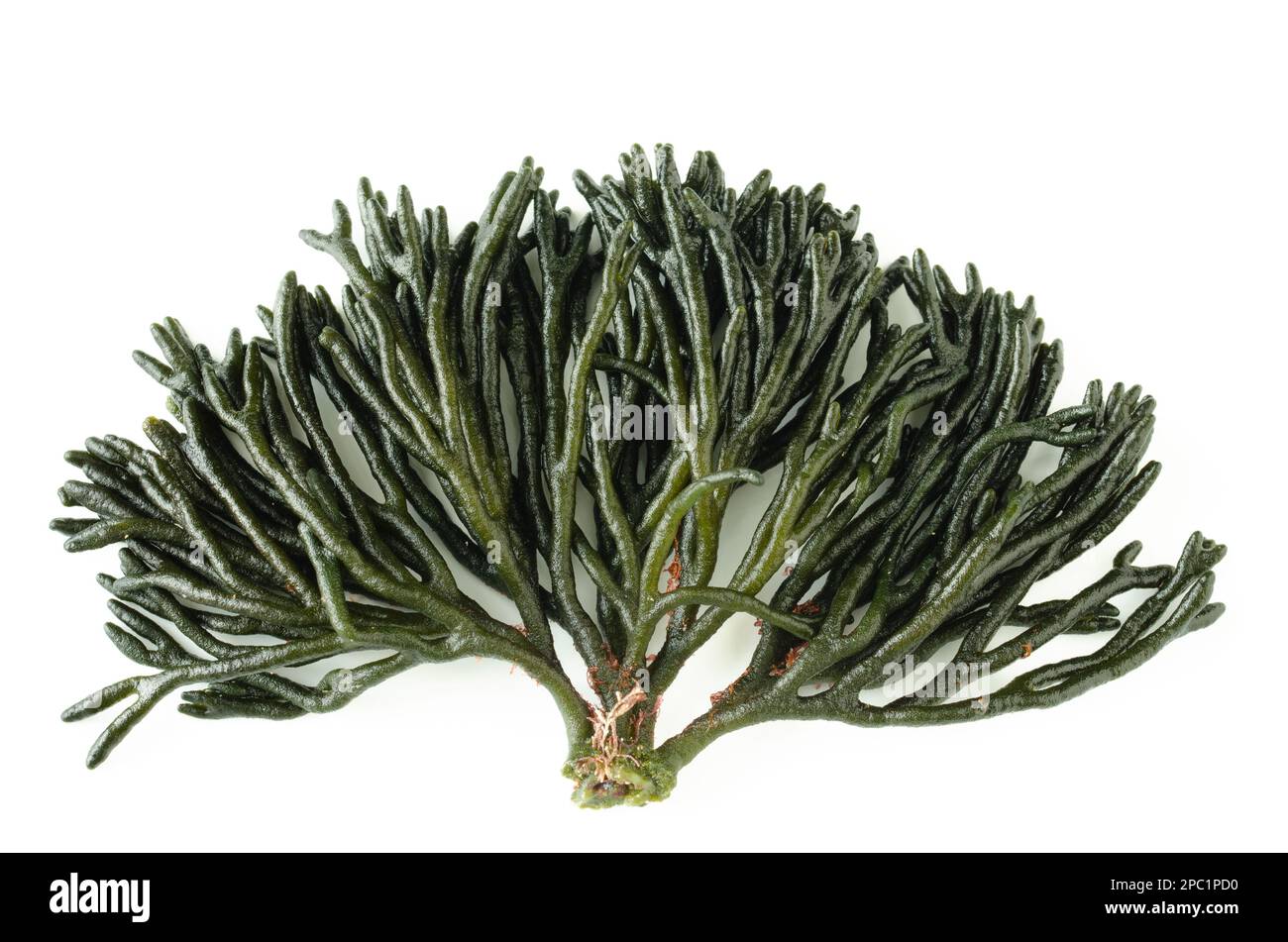 Codium fragile. Green algae on white background. Top view. Copy space ...