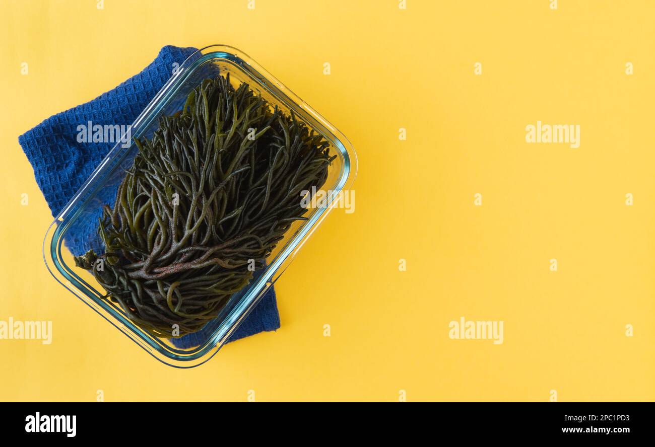 Codium fragile. Green algae in glass bowl on yellow background. Copy ...