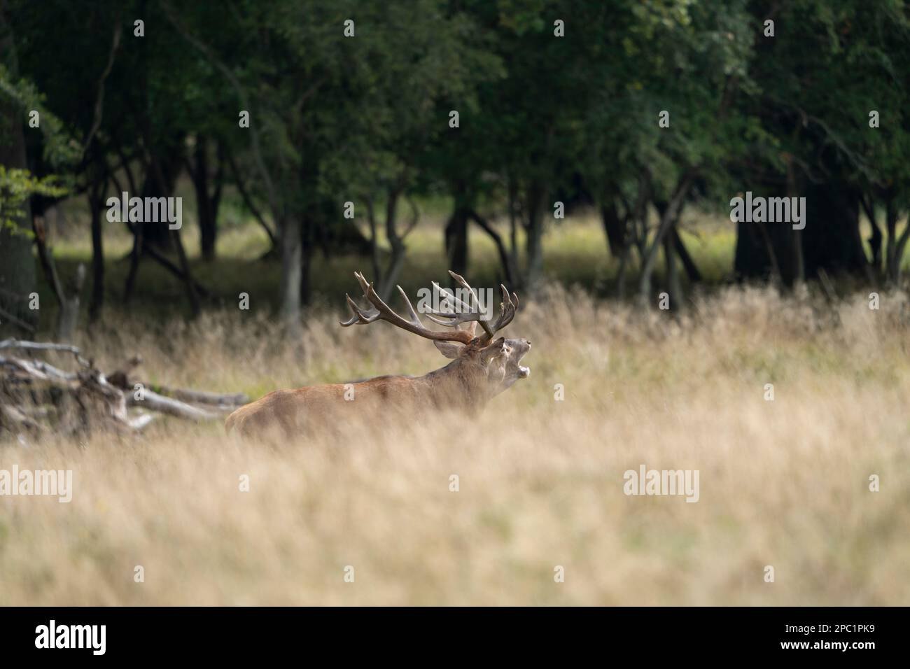 deer with large horns walking, running, screaming among females during ...